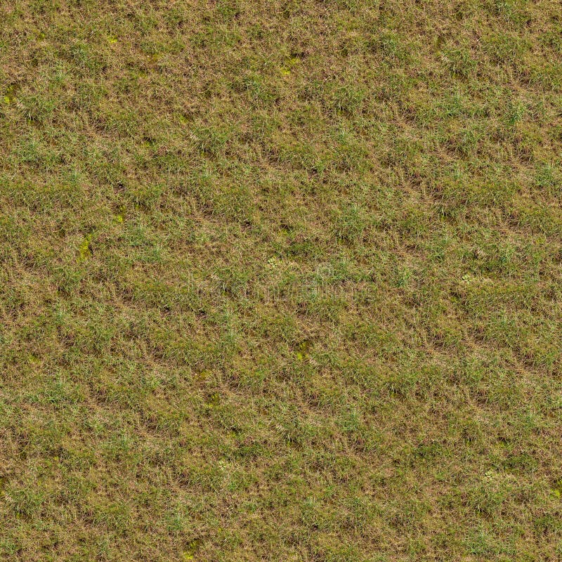Seamless Texture of Spring Germinating Grass. Stock Image - Image of ...