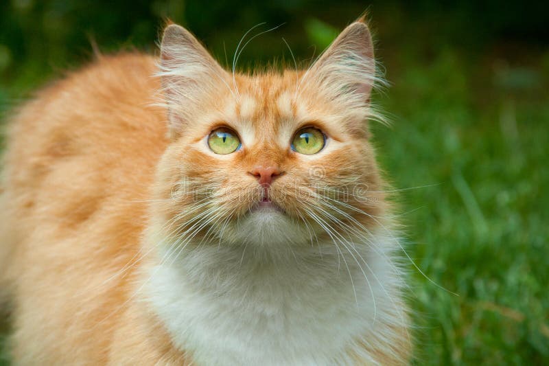 Spring ginger cat stock photo. Image of mustache, animals - 85886660