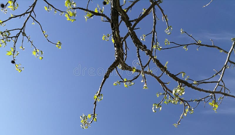 First leaves stock image. Image of leaves, birth, spring - 115617635