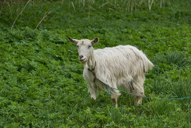 Spring. a Goat Grazes in a Meadow on a Warm May Day Stock Image - Image ...