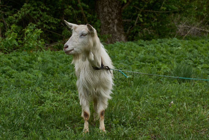 Spring. a Goat Grazes in a Meadow on a Warm May Day Stock Image - Image ...