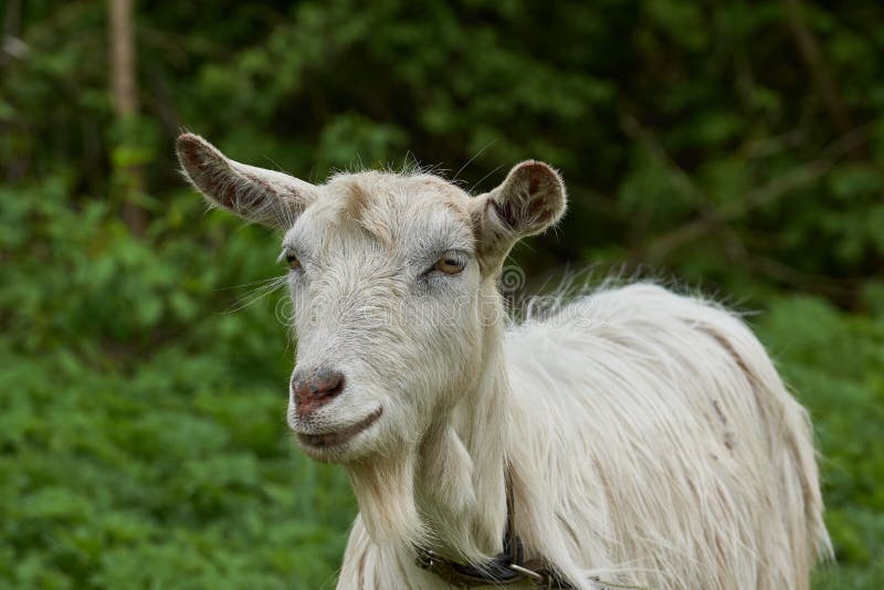 Spring. a Goat Grazes in a Meadow on a Warm May Day Stock Image - Image ...