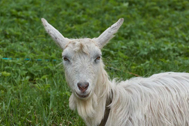 Spring. a Goat Grazes in a Meadow on a Warm May Day Stock Image - Image ...