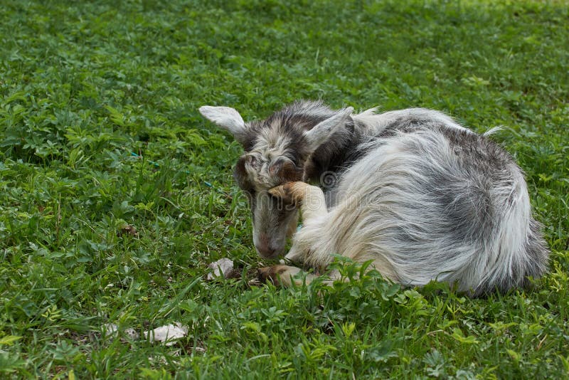 Spring. a Goat Grazes in a Meadow on a Warm May Day Stock Image - Image ...
