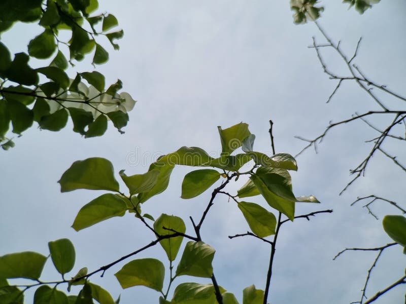 Spring is Gone and Summer is.. Stock Photo - Image of food, deciduous ...