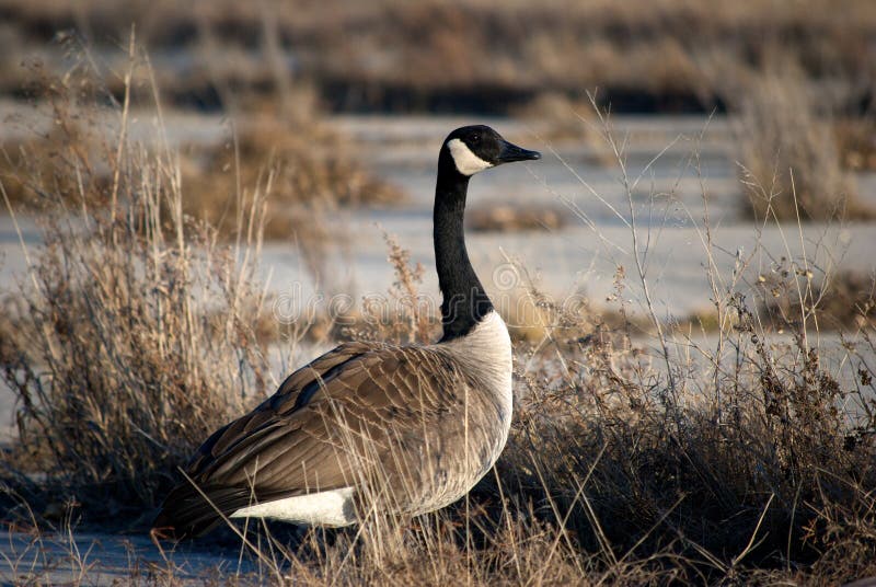 Spring Goose stock photo. Image of spring, prairie, migration - 13665642