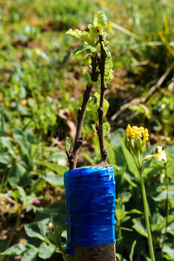 Spring Grafting Of Fruit Trees Rootstock And Rootstock In The Photo Close Up Stock Image