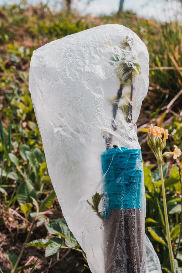 Spring Grafting of Fruit Trees, Rootstock and Rootstock in the Photo ...