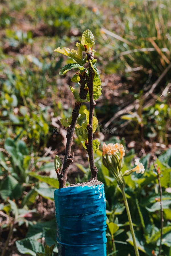 Spring Grafting Of Fruit Trees Rootstock And Rootstock In The Photo Close Up Stock Image
