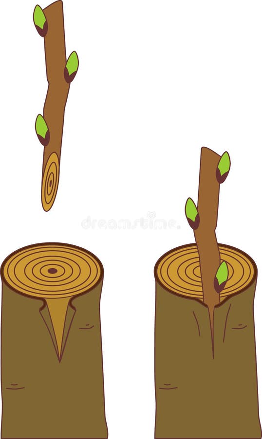 Spring grafting tree. stock vector. Illustration of white - 154386480