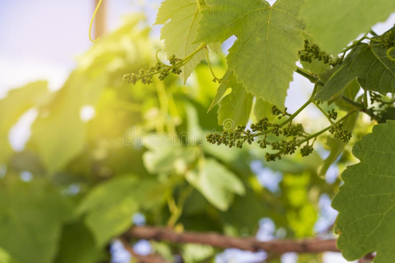 Spring Grape Vines on a Sunny Day Stock Image - Image of perth, flora ...