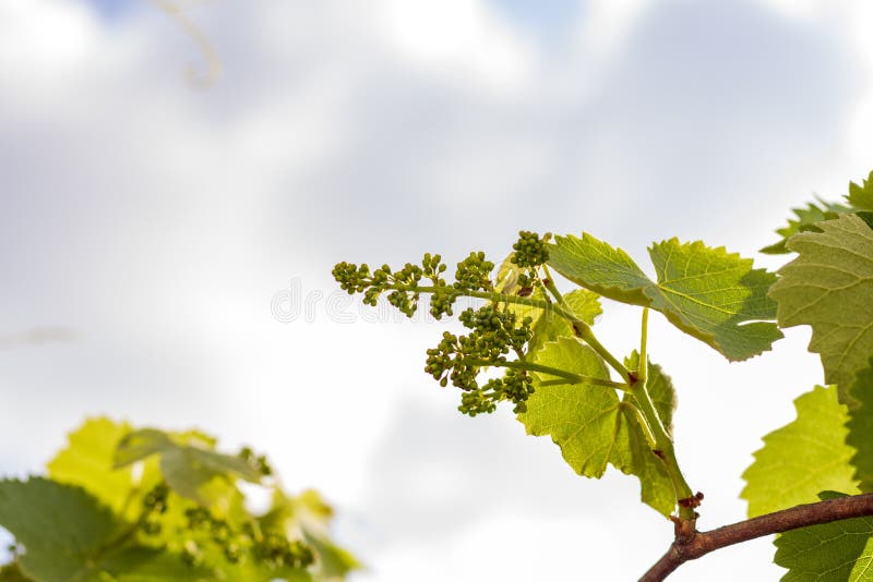 Spring Grape Vines on a Sunny Day Stock Photo - Image of grapes, grass ...