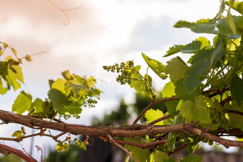 Spring Grape Vines on a Sunny Day Stock Image - Image of outdoor ...