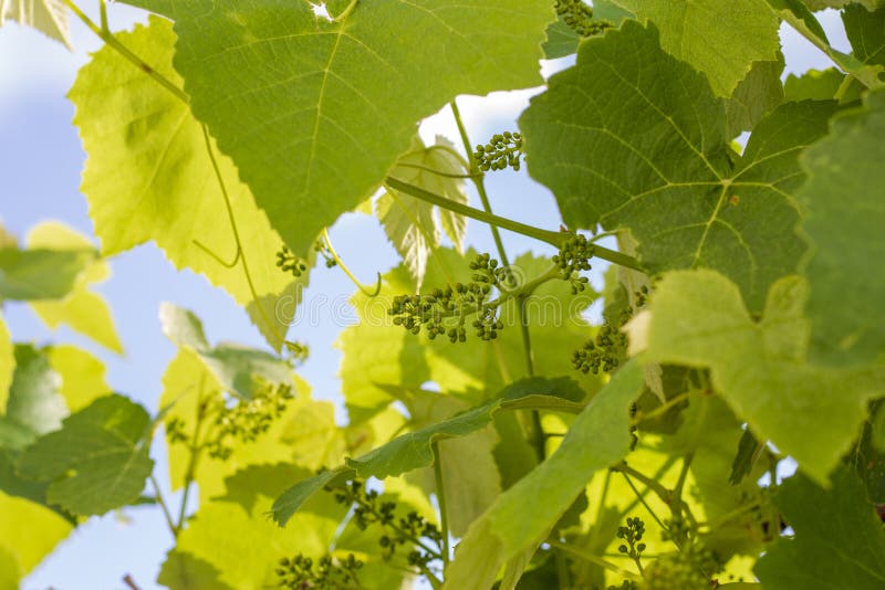 Spring Grape Vines on a Sunny Day Stock Image - Image of grass ...