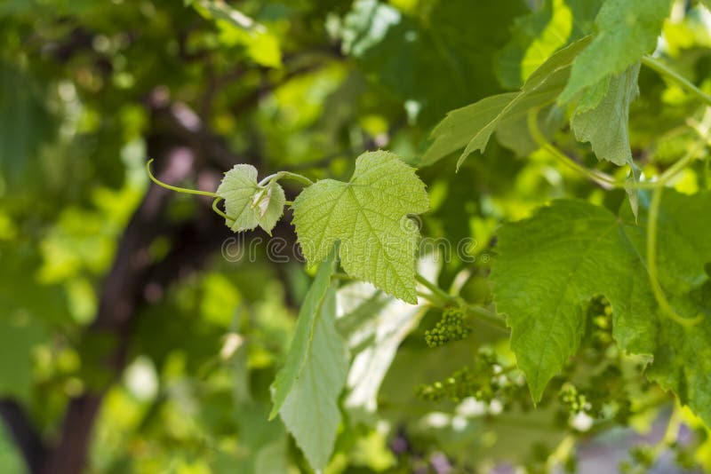 Spring Grape Vines on a Sunny Day Stock Photo - Image of grapes, garden ...