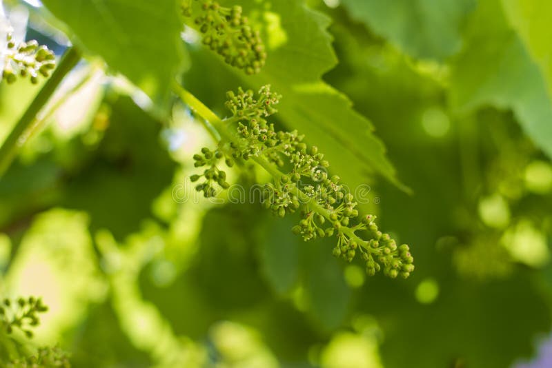Spring Grape Vines on a Sunny Day Stock Photo - Image of closeup ...