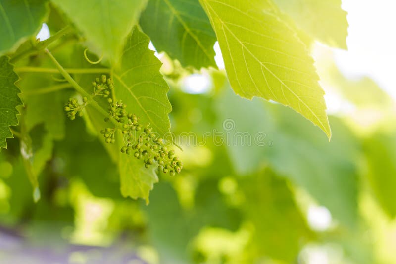Spring Grape Vines on a Sunny Day Stock Image - Image of leaf, blooming ...