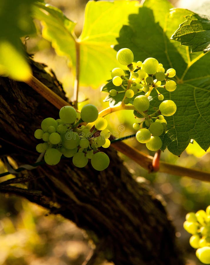 Spring grapevine stock image. Image of grape, pinot, outdoors - 23967657