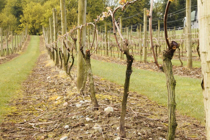 Spring Grapevines stock image. Image of vine, early, winery - 52813723