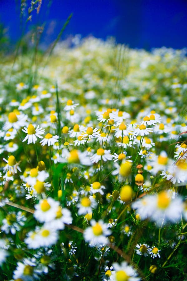 Grass Field Full of Herbs and Wild Flowers Stock Image - Image of ...