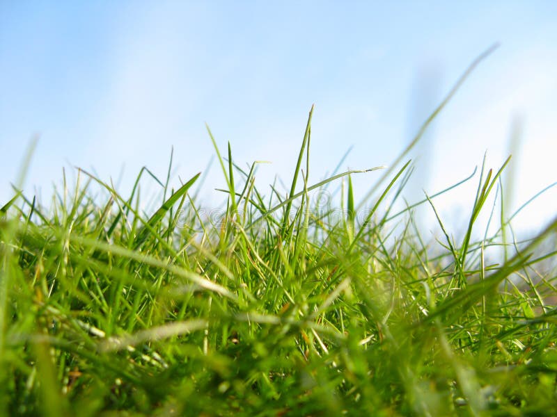 Spring grass stock image. Image of color, fresh, environmental - 10363803