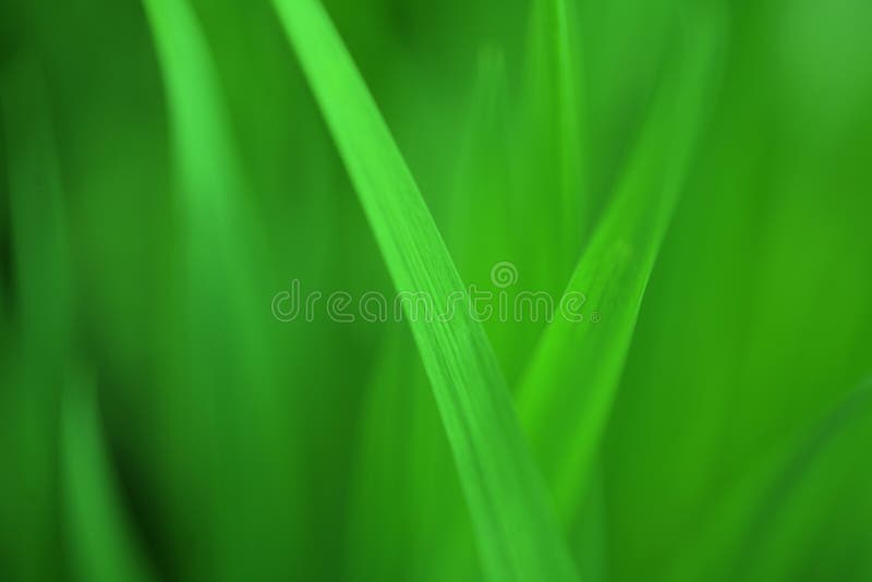 Spring grass stock image. Image of spring, refreshing - 10372877