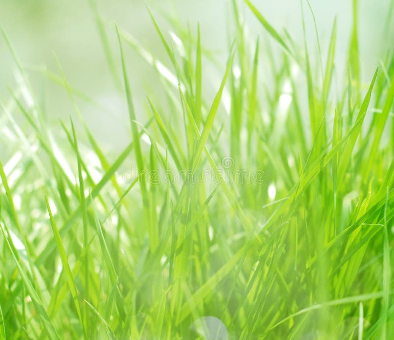 Spring grass stock photo. Image of drops, decoration - 12696274