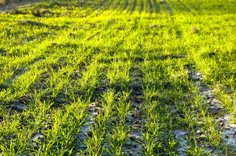 Spring grass stock photo. Image of field, farm, life - 12834266