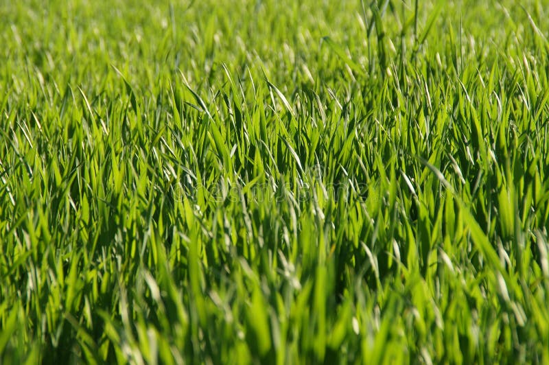 Spring Grass stock image. Image of grassland, fresh, garth - 13443453