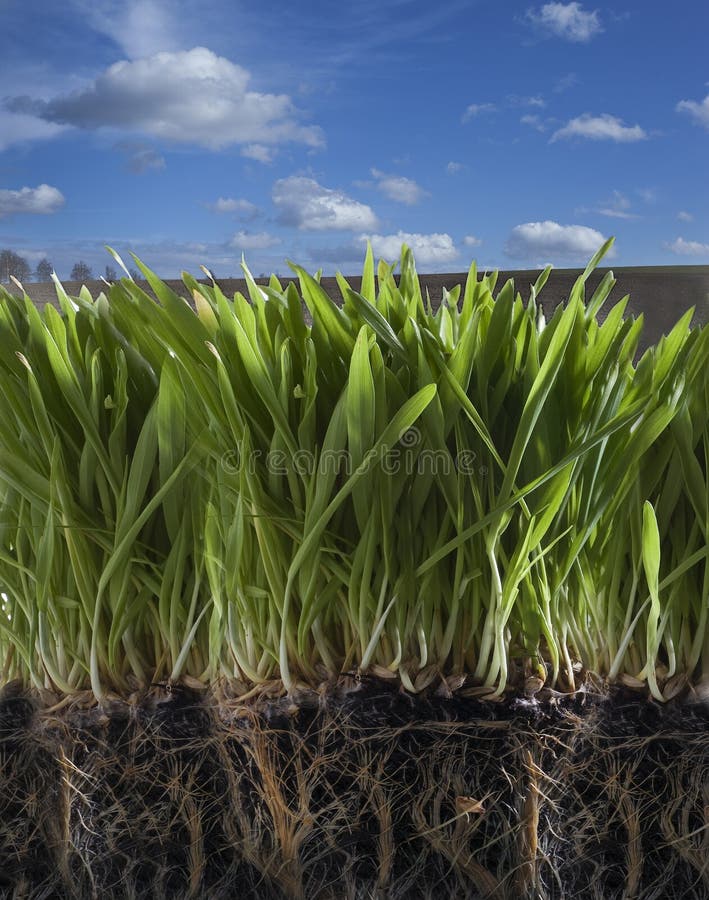 Spring grass stock photo. Image of agriculture, country - 13698158