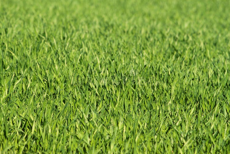 Spring grass stock image. Image of field, vegetation - 13824103