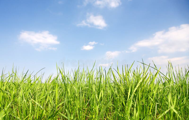 Grass and sky stock image. Image of lawn, meadows, grass - 15325789