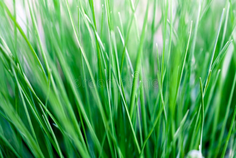 Spring grass stock photo. Image of green, bright, lawn - 14152198