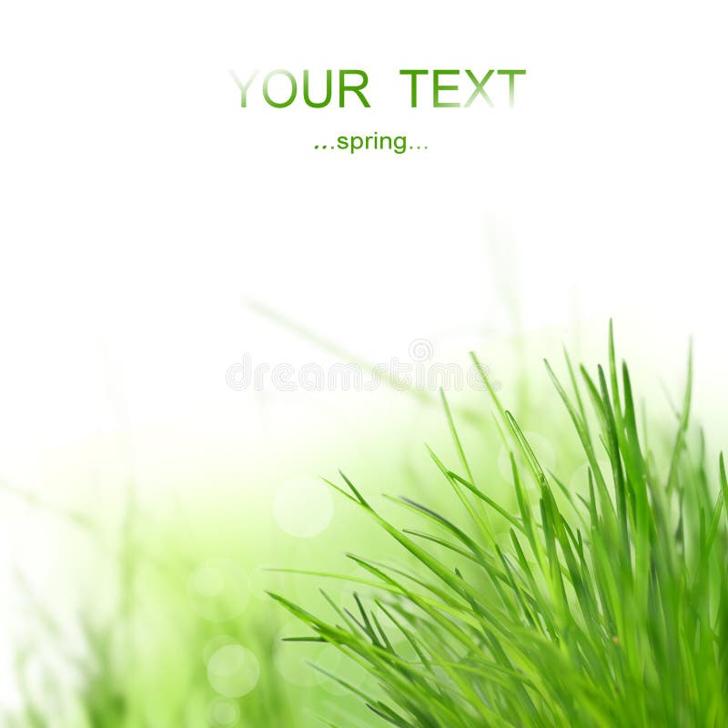 Spring grass stock photo. Image of panorama, green, spring - 18064074