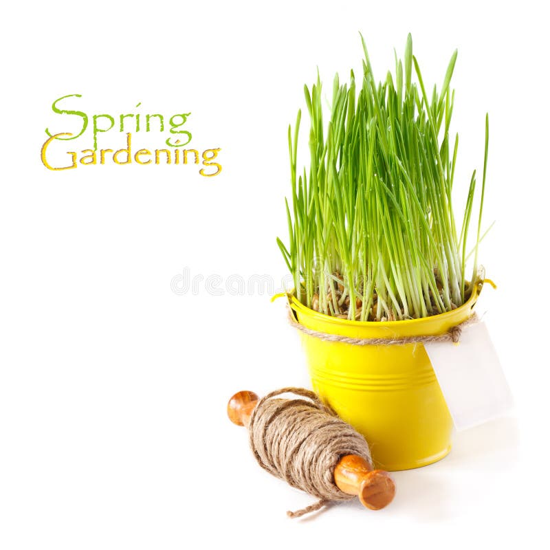 Spring grass. stock image. Image of garden, bucket, green - 29557037