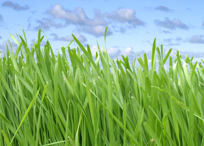 Spring Grass stock photo. Image of nature, blades, green - 4619354
