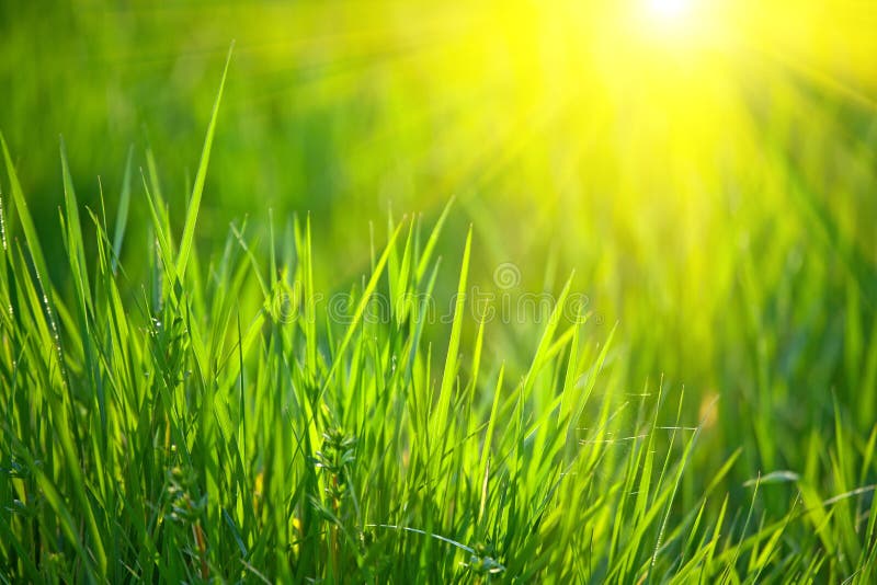 Spring grass stock photo. Image of background, sunny, meadow - 8602838