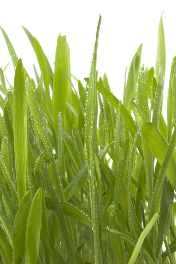 Spring Grass stock image. Image of spring, life, green - 514013