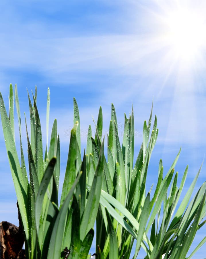 Spring grass stock image. Image of landscape, grow, meadow - 8677663