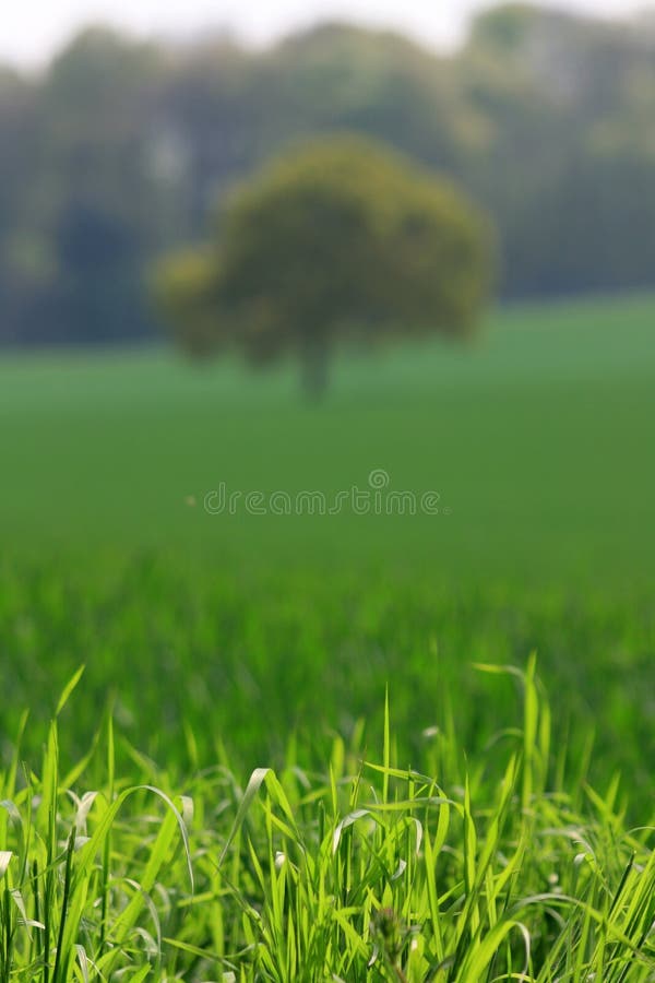 Spring grass stock image. Image of grass, wiltshire, england - 9091429