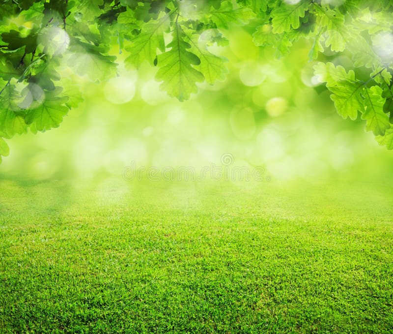Spring grass background stock image. Image of summer - 87114993