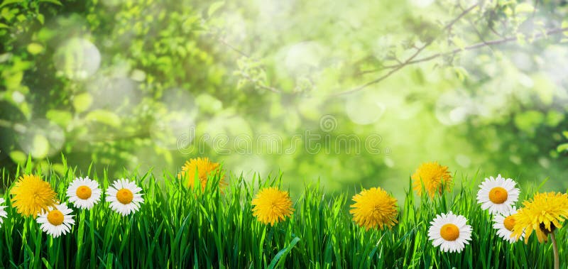 Spring grass background stock photo. Image of abstract - 109920484
