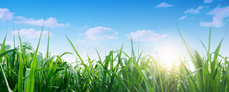 Spring and Grass Background. Spring Summer Background with Fresh Green ...
