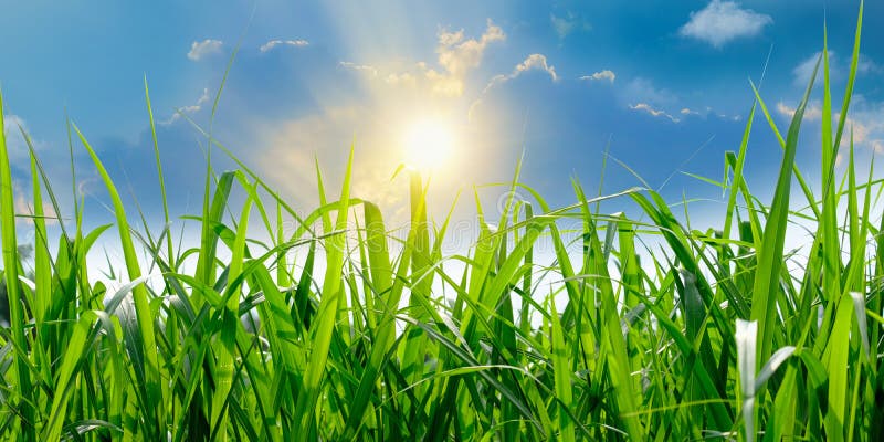 Spring and Grass Background. Spring Summer Background with Fresh Green ...