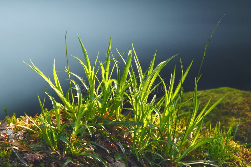 Spring grass & sky stock image. Image of landscape, flower - 12260313