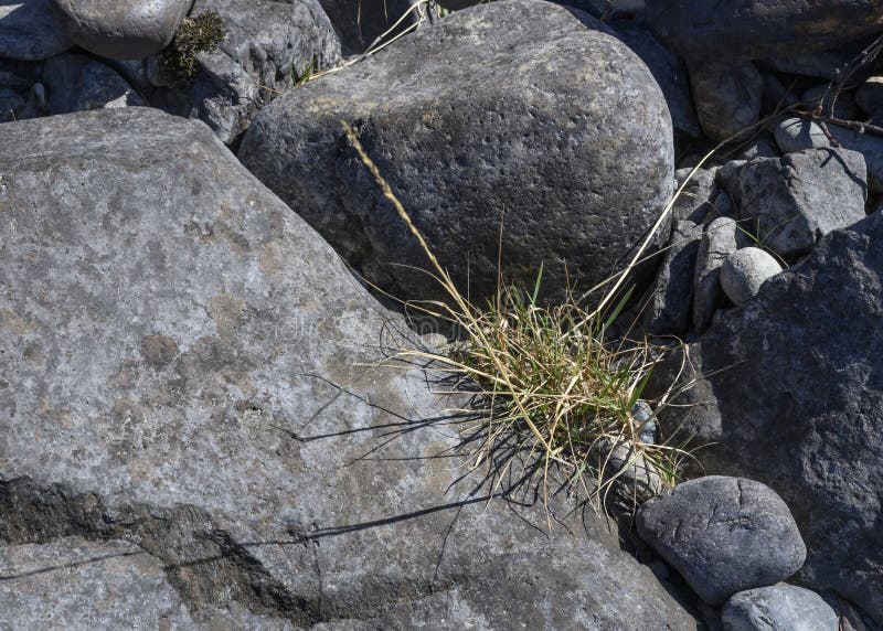 Spring Grass Breaks through the Stones in the Bright Sun Stock Image ...