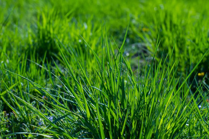 Spring grass. stock image. Image of nature, growth, meadow - 53667117