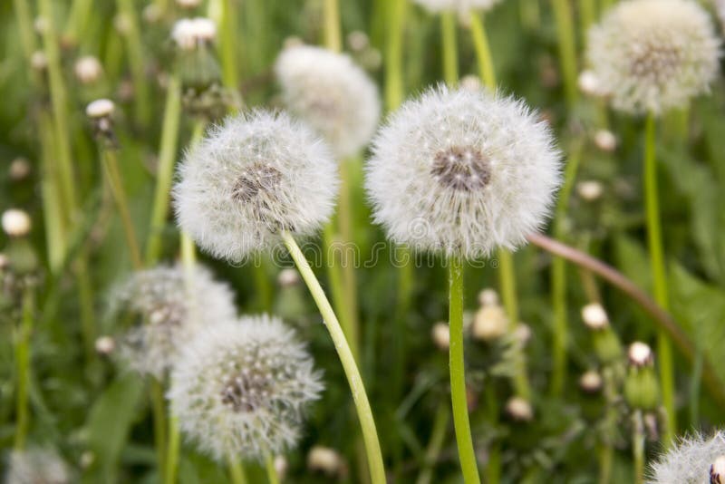 Spring Grass, Dandelions. Spring Flowers. Dandelions Close-up Stock ...
