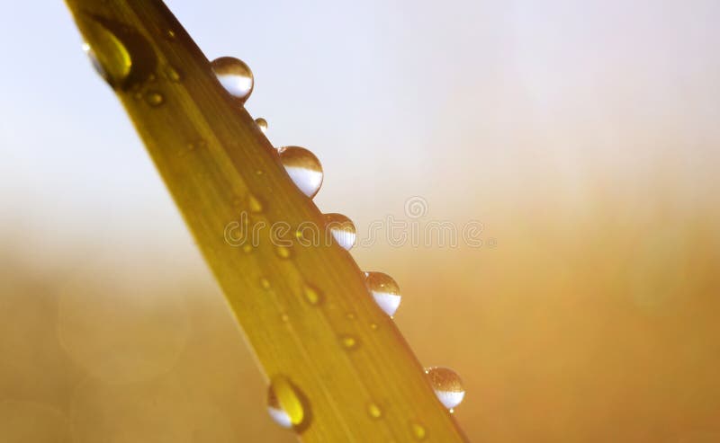 Spring Grass with Dew Drops at Sunrise. Stock Photo - Image of ...
