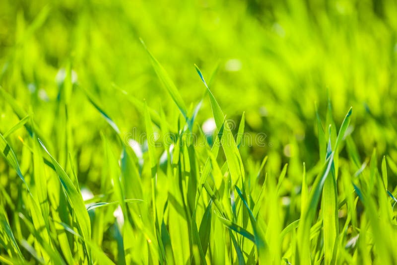 Spring Grass in Field with Beauty Bokeh Stock Photo - Image of garden ...